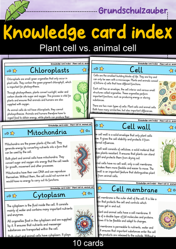 Plant Cell vs. Animal Cell - Flashcards | Biology | Structure ...