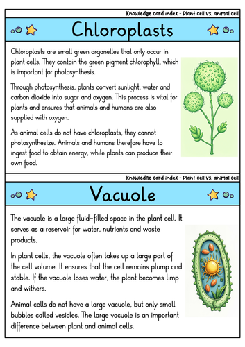 Plant Cell vs. Animal Cell - Flashcards | Biology | Structure ...