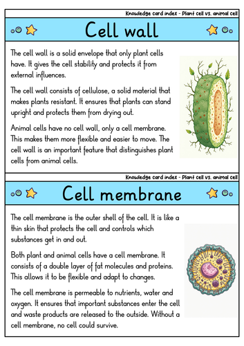 Plant Cell vs. Animal Cell - Flashcards | Biology | Structure ...