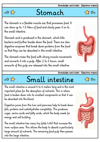 Digestive Organs - Flashcards | Biology | Structure & Functions ...