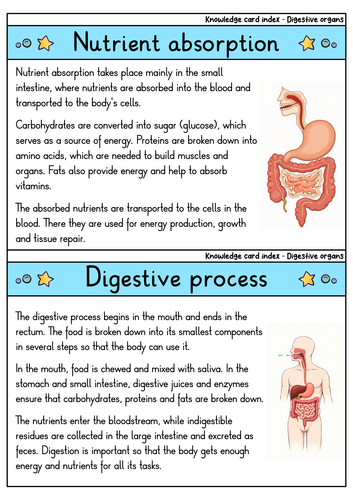 Digestive Organs - Flashcards | Biology | Structure & Functions ...