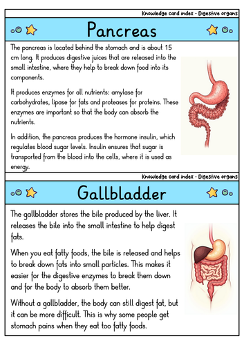 Digestive Organs - Flashcards | Biology | Structure & Functions ...