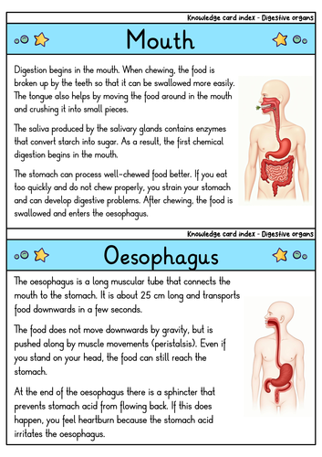 Digestive Organs - Flashcards | Biology | Structure & Functions | Teaching Resources
