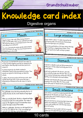 Digestive Organs - Flashcards | Biology | Structure & Functions ...