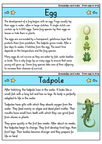 From Egg to Frog - Flashcards | Biology | Life Cycle & Metamorphosis ...