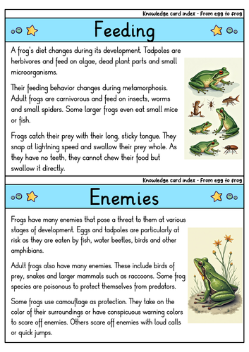 From Egg to Frog - Flashcards | Biology | Life Cycle & Metamorphosis ...