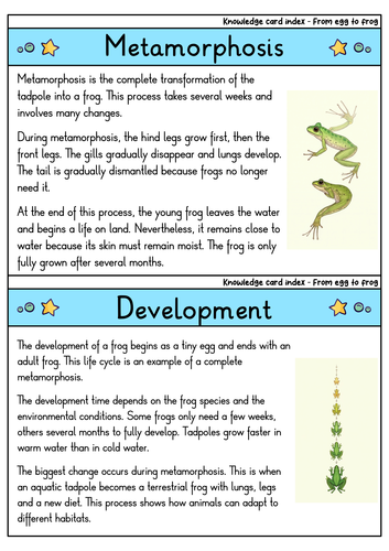 From Egg to Frog - Flashcards | Biology | Life Cycle & Metamorphosis ...