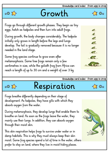 From Egg to Frog - Flashcards | Biology | Life Cycle & Metamorphosis ...