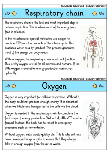 Cellular Respiration - Flashcards | Biology | Processes, Stages ...