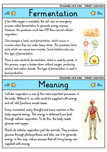 Cellular Respiration - Flashcards | Biology | Processes, Stages ...