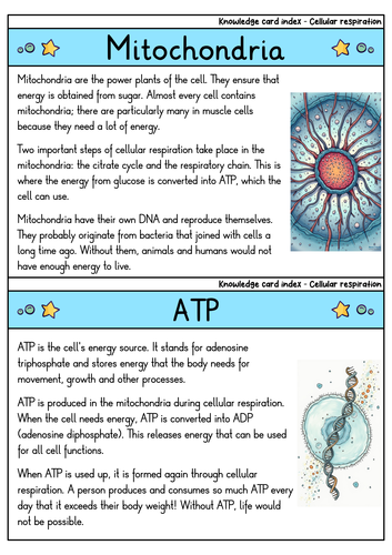 Cellular Respiration - Flashcards | Biology | Processes, Stages ...