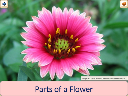 Parts of a Flower | Teaching Resources