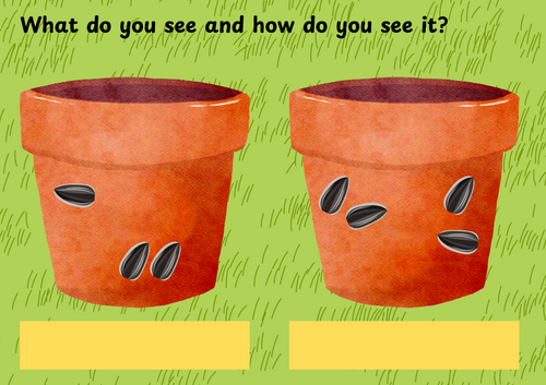 Sunflower | Teaching Resources