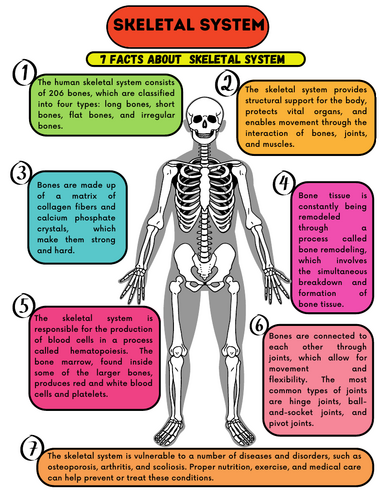 Human Body Systems | Skeletal System | Facts and Word Search | Teaching ...