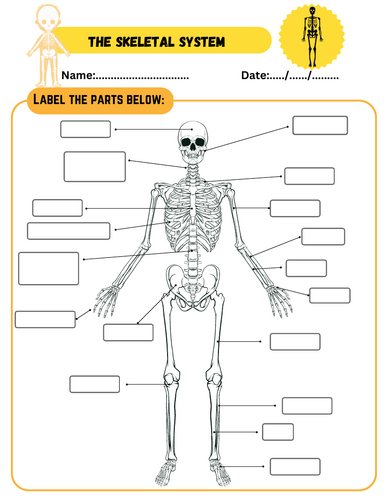 Human Body Systems | Skeletal System | Worksheets and activities ...