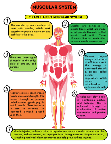 Human Body Systems | Muscular System | Facts and Word Search | Teaching ...