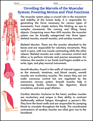 Human Body Systems | Muscular System | Reading Comprehension | Teaching ...
