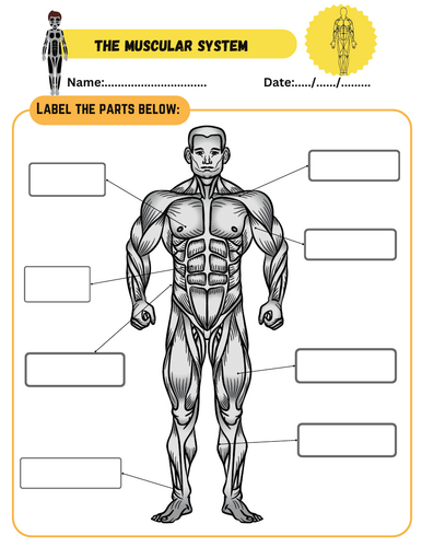 Human Body Systems | Muscular System | Worksheets and activities ...