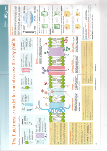 OCR A-level biology 2.1.5 Biological membranes- Whole topic | Teaching ...