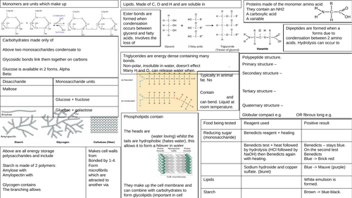 A level Biology Biological Molecules Revision Poster | Teaching Resources
