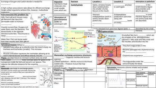 A level Biology Exchange and Transport Revision Poster | Teaching Resources