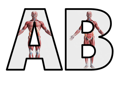 Human Body Muscle Groups Science Lettering Set Display Title Letters ...