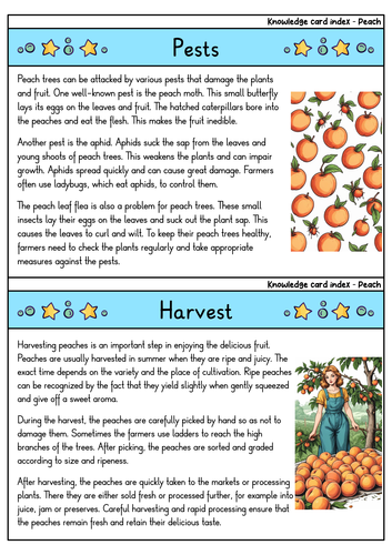 Peach | Biology | Fuzzy Stone Fruit & Sweet Summer Favorite | Teaching ...
