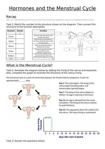 The Menstrual Cycle - IGCSE Edexcel | Teaching Resources