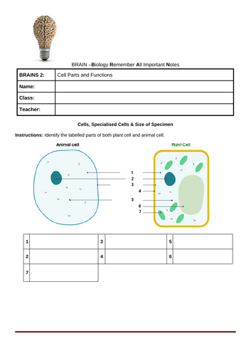 IGCSE Biology: Cells Resource Pack | Teaching Resources