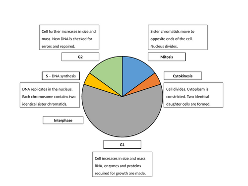 OCR A - A Level Bio, The cell cycle, 2.1.6 (a) and (b) | Teaching Resources