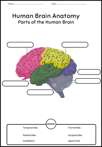Human Brain Anatomy Worksheets Printable | Teaching Resources