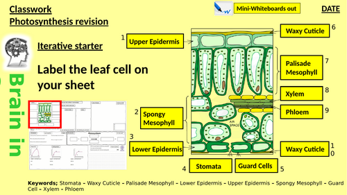 Photosynthesis Revision Lesson + A3 Mat | Teaching Resources