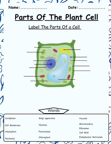 Plant Cell /Word search science/Coloring page/Cell structure/Life ...
