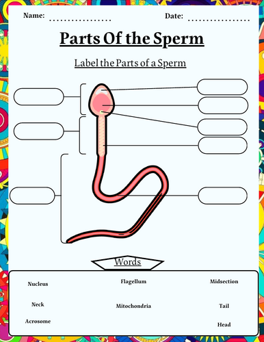 Part of the Sperm/Sperm anatomy/Label /Coloring page/Biology worksheet ...