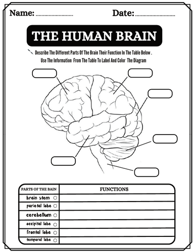 Brain Anatomy Worksheet Pdf