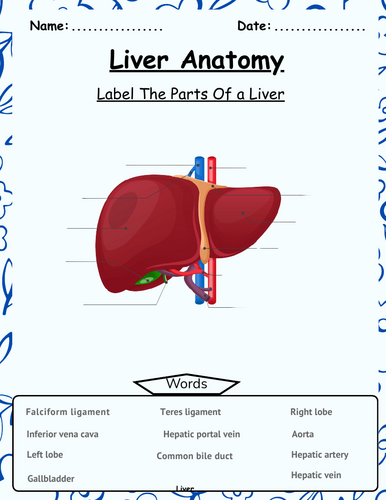 Liver anatomy/Word search/Label /Coloring page/Biology worksheet ...