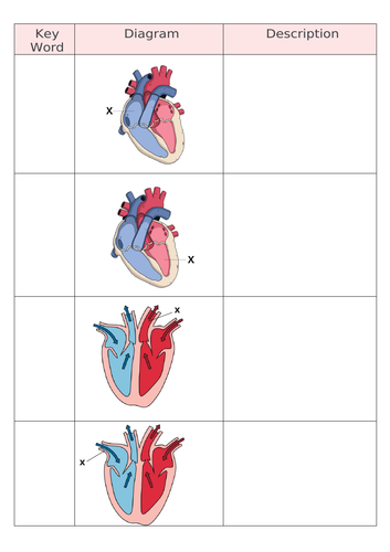 The Heart and Blood - OCR GCSE Biology - B2.2.3 | Teaching Resources