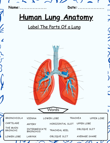 Human lung anatomy/Word search/Label /Coloring page/Lung parts ...