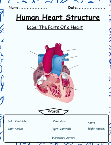 Human heart anatomy/Word search/Label /Coloring page/Biology worksheet ...