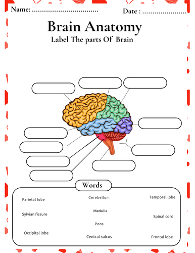 Brain anatomy/Word search science/Coloring page/Label the brain/Life ...