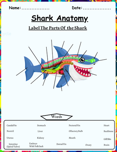 Shark anatomy/Word search/Label /Coloring page/Biology worksheet ...