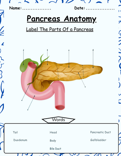 Pancreas anatomy/Word search/Label /Coloring page/Biology worksheet ...