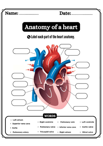 FREEBIE Parts of the Heart Anatomy Worksheets-Labeling Diagram,Coloring ...