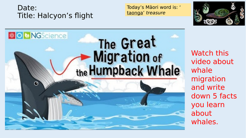 The Whale Rider FULL Scheme of work for KS3 | Teaching Resources