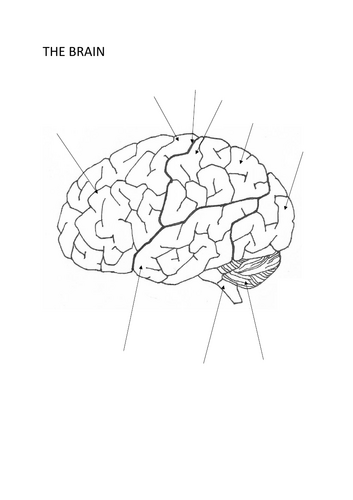Human Biology Colouring - Set of 2 (Cell and Brain) | Teaching Resources