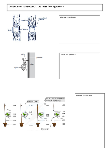 Translocation and evidence for mass flow in phloem. AQA A level Biology ...
