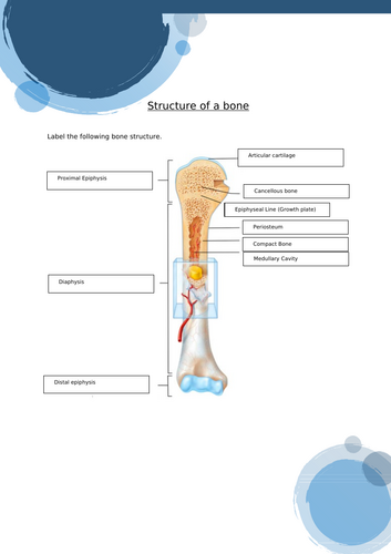 Unit 2 Functional Anatomy Full Resources (BTEC Sport Science 2016 ...