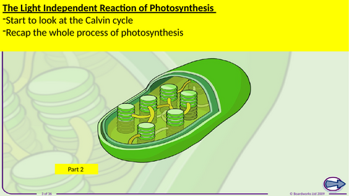 AQA A-Level Biology - Light Dependent & Independent Reaction 2x ...