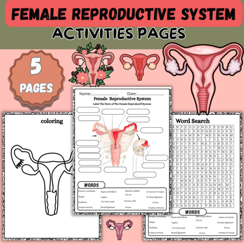 Female Reproductive System Worksheet | Teaching Resources