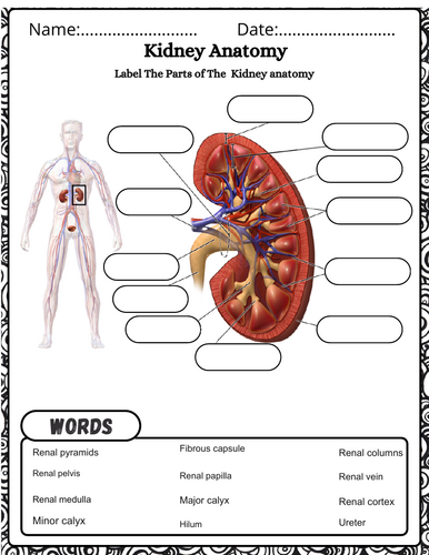 Kidney Anatomy Worksheet | Teaching Resources
